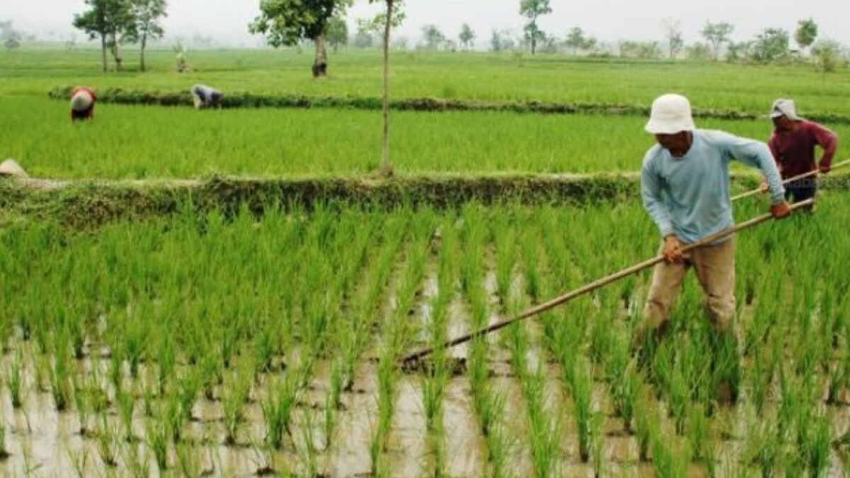 Merauke Dirancang Menjadi Penyedia Pangan Melalui Operasi Lahan ...